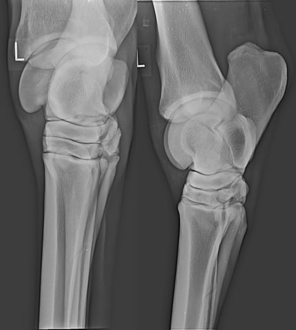 August 2014 Large animal case | OrthoVetSuperSite